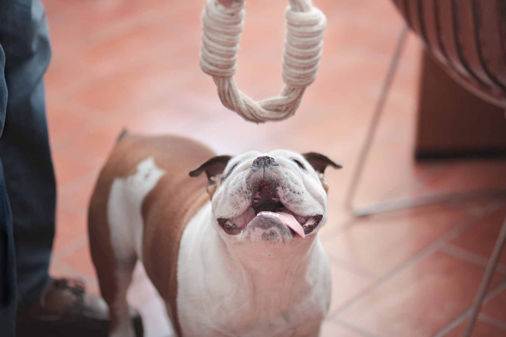 Playing with the Bulldog - Marco Venturini Autieri
